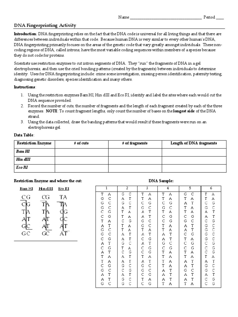 DNA Fingerprinting Activity Guide | PDF | Dna Profiling | Dna