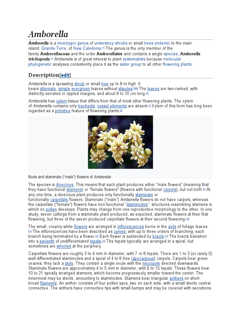 Amborella: Description | PDF | Plants | Organisms