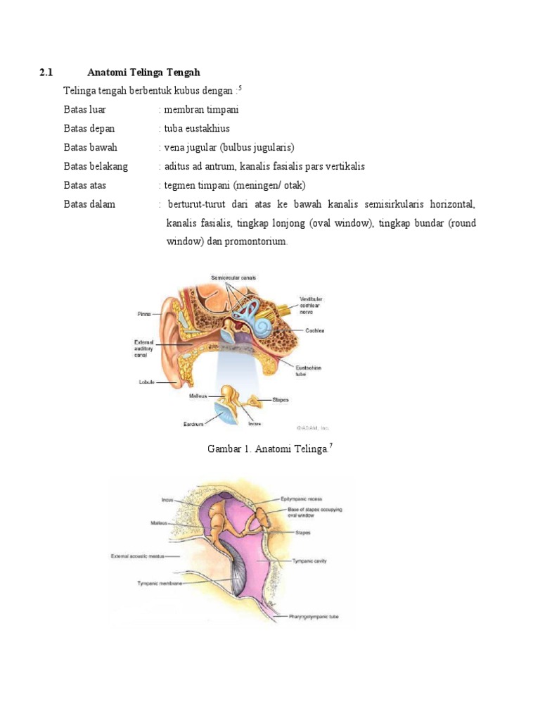 Anatomi Telinga Tengah | PDF