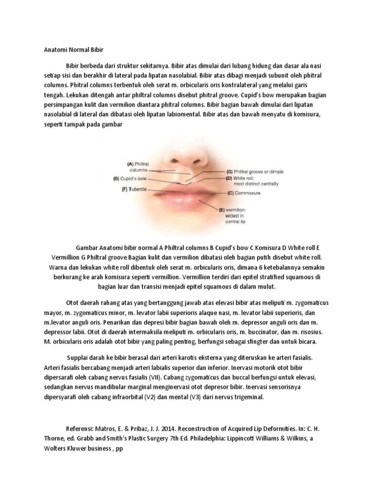 Struktur dan Anatomi Bibir Normal | PDF
