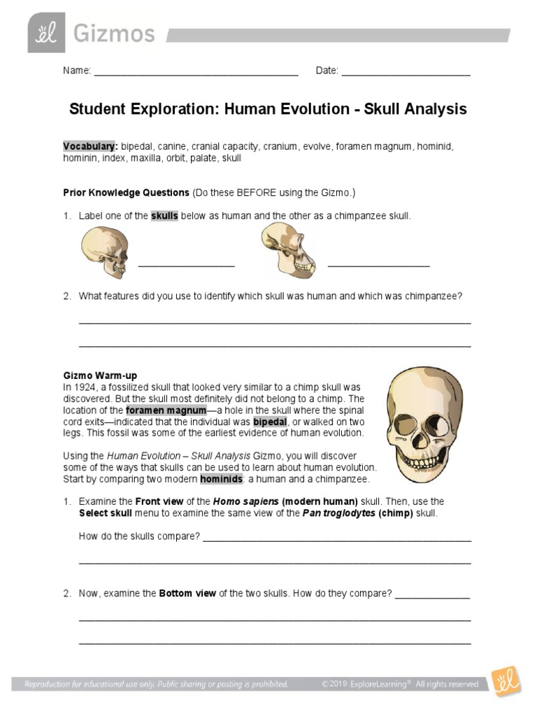 Human Evolution Se Skull Analysis Gizmo Pdf Homo Human Evolution