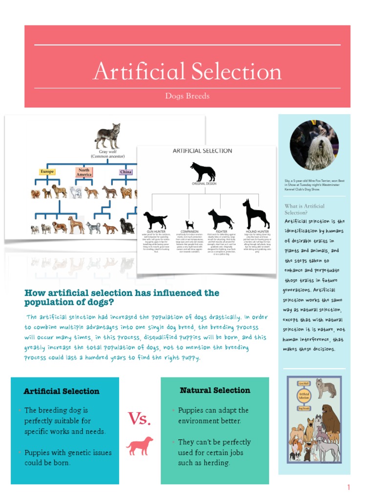 Impact of Artificial Selection on Dogs | PDF | Selective Breeding | Dog ...