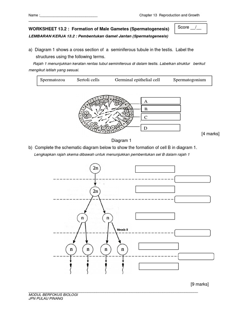 Spermatogenesis Worksheet and Diagram | PDF | Biological Interactions ...