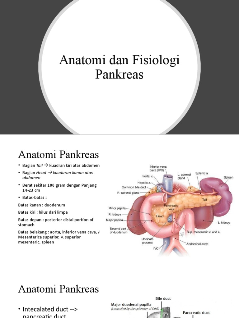 Upl Anatomi Dan Fisiologi Pankreas | PDF