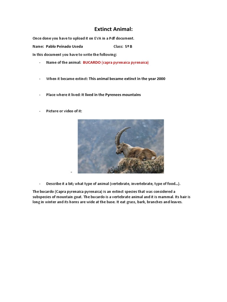 Extinct Animal:: BUCARDO (Capra Pyrenaica Pyrenaica) | PDF