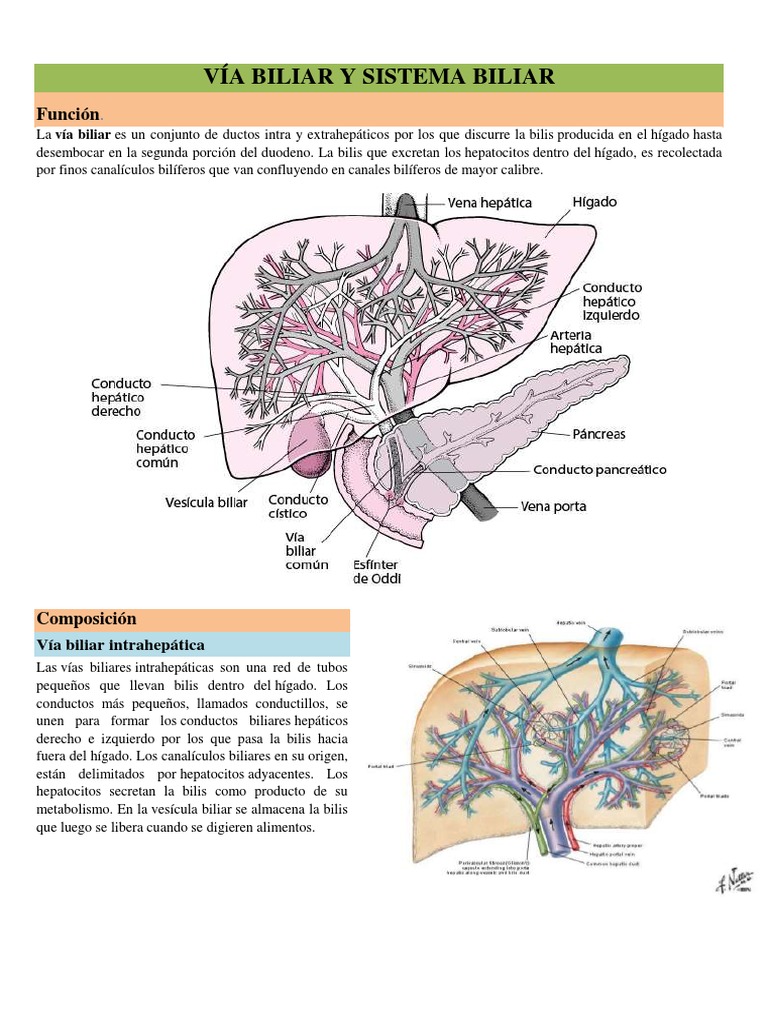 Vía Biliar y Sistema Biliar | PDF | Sistema digestivo humano | Anatomía