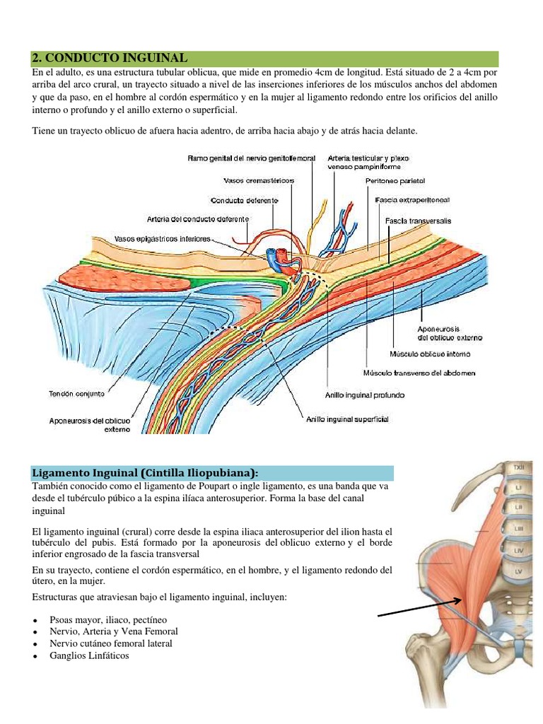 Conducto Inguinal | PDF | Abdomen | Sistema musculoesquelético