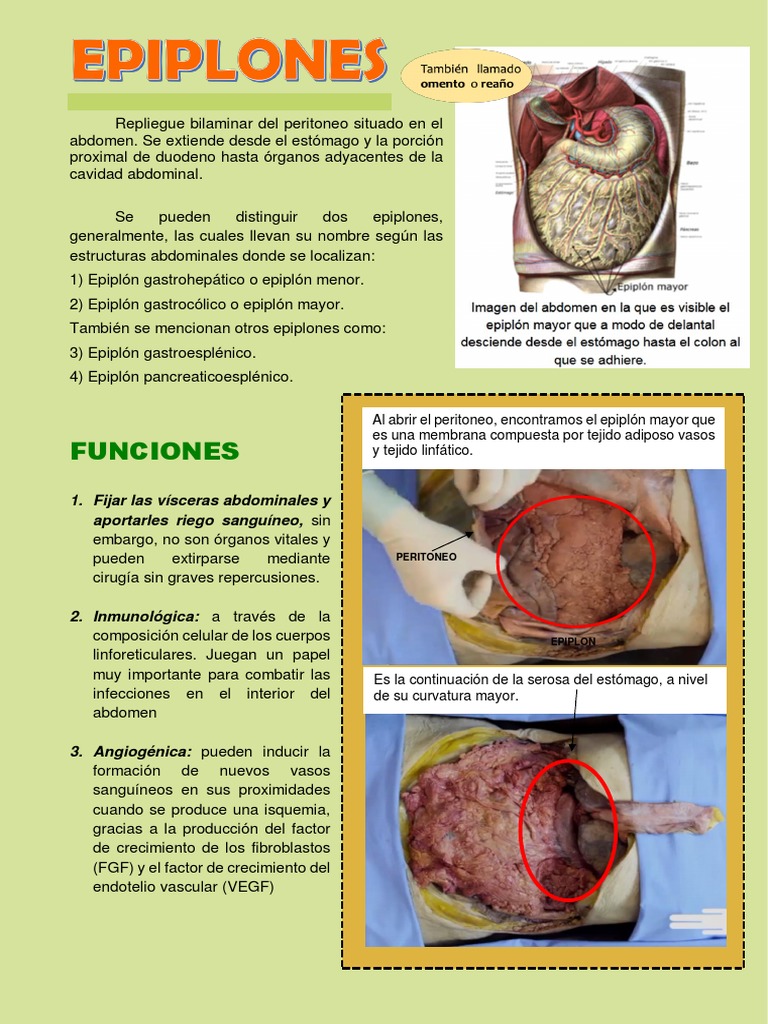 Anatomía y Función de Los Epiplones | PDF | Estómago | Anatomía