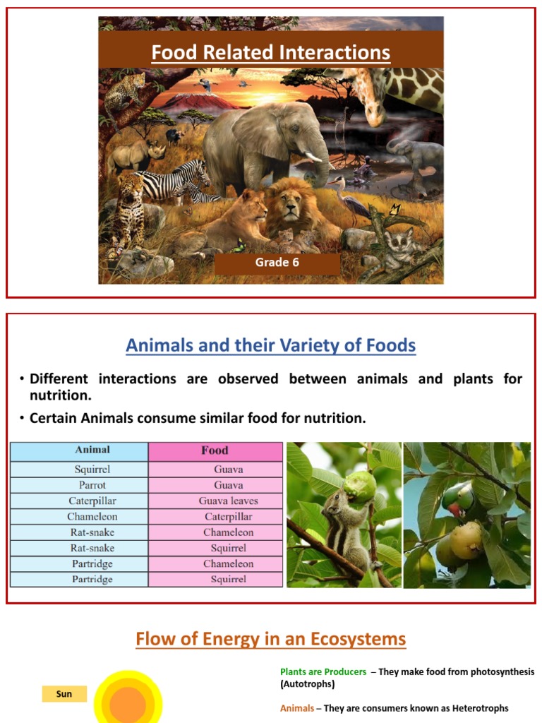Food Related Interactions | PDF | Food Web | Plants