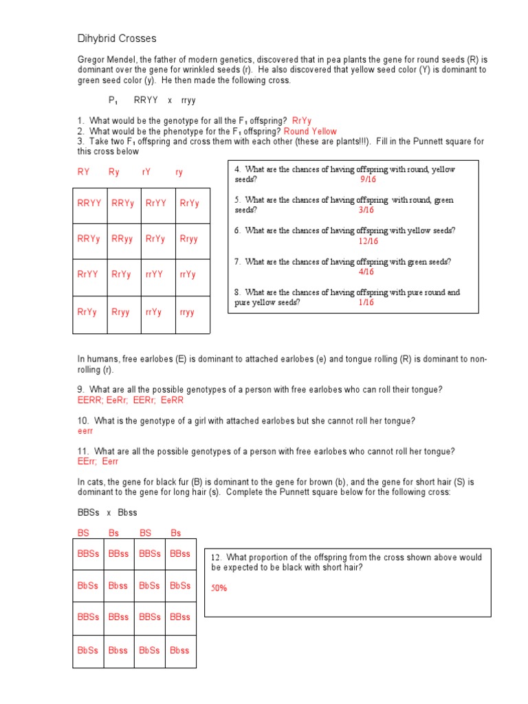 Dihybrid Crosses Worksheet KEY | PDF | Genetics | Biology