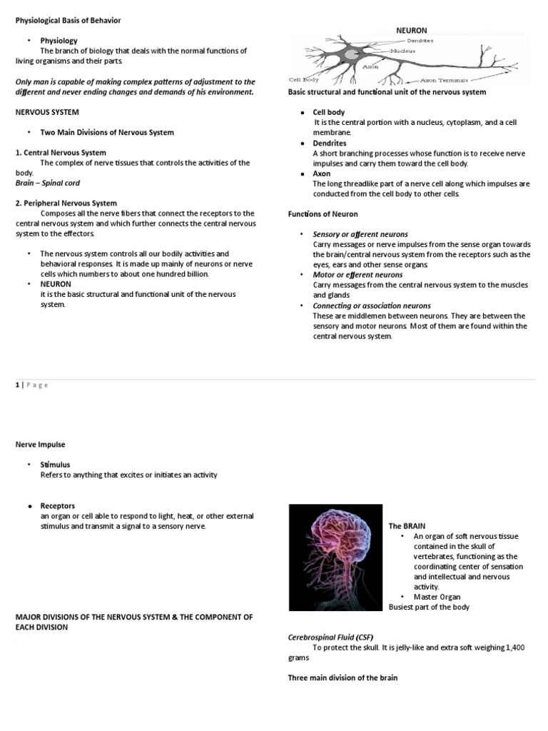 Understanding the Nervous System Basics | PDF | Nervous System | Neuron
