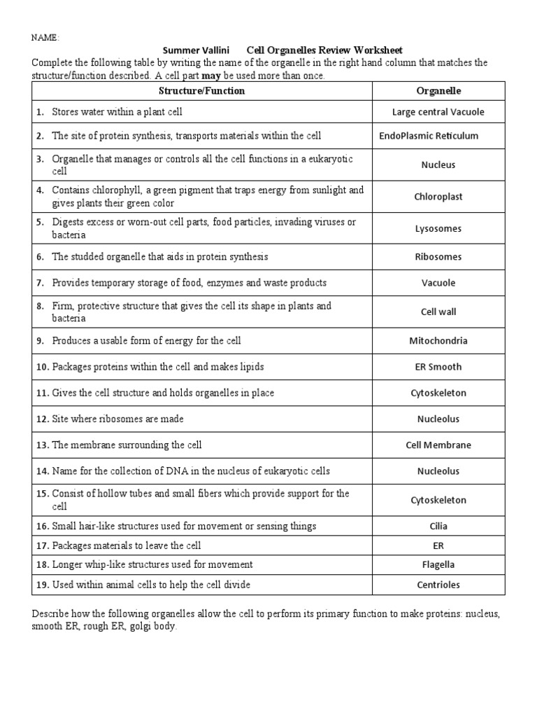 Cell Organelle Review Worksheet Summer Vallini | PDF | Endoplasmic ...