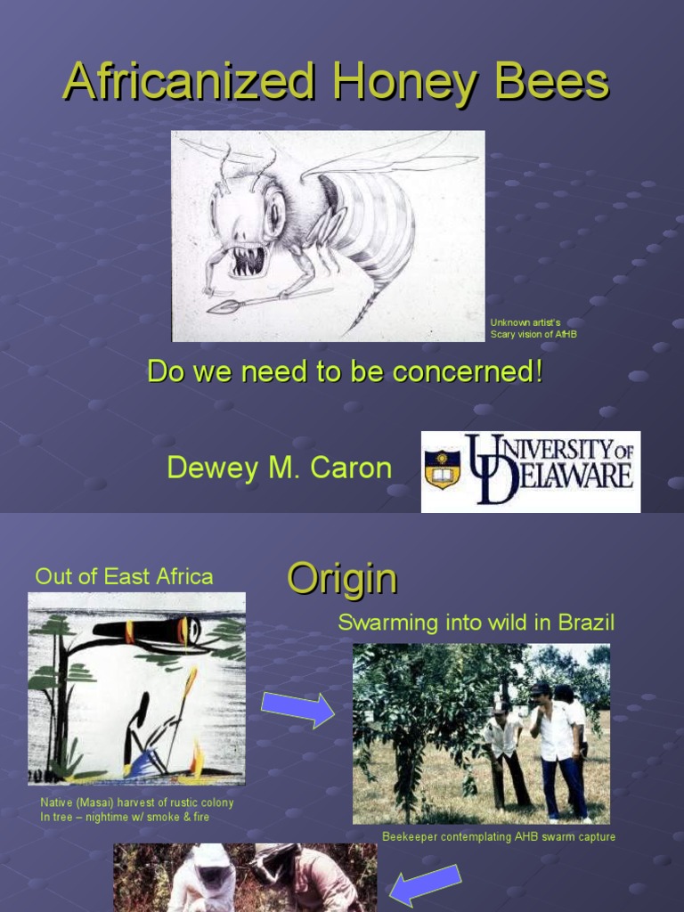 Understanding Africanized Honey Bees | PDF | Beekeeping | Honey Bee