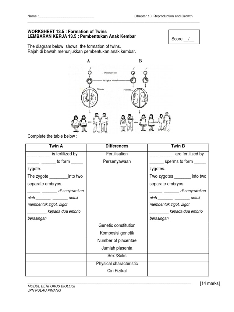 WORKSHEET 13.5 Formation of Twins | PDF | Fertilisation | Twin