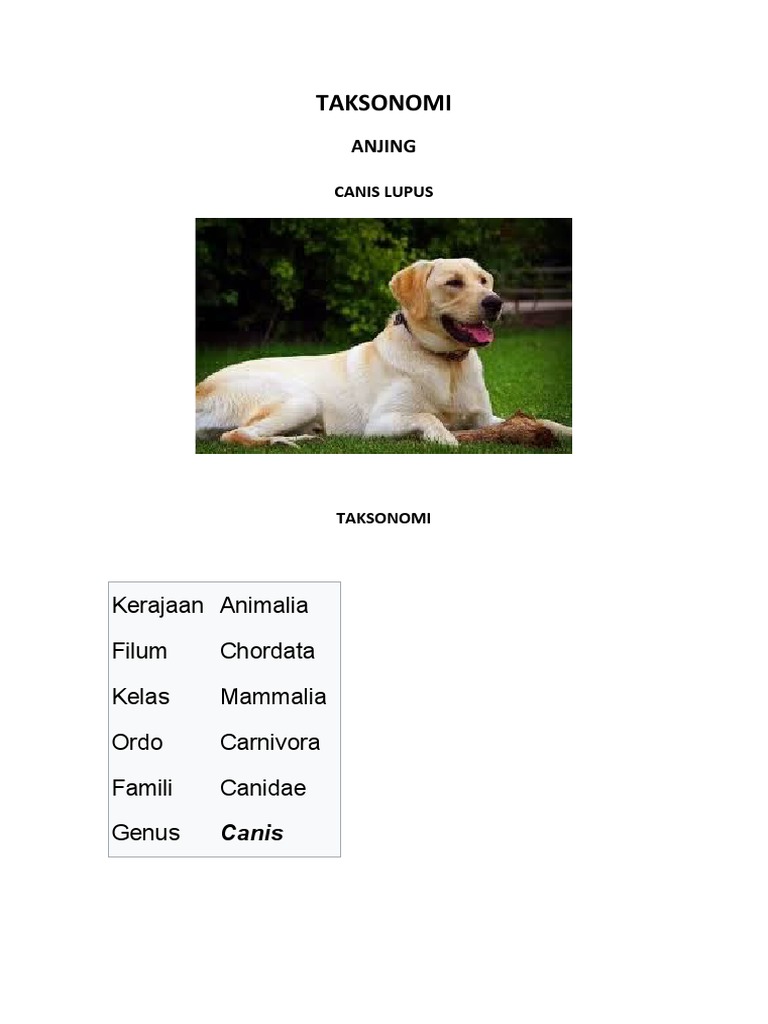 TAKSONOMI Anjing | PDF | Ilmu Sosial | Sains & Matematika