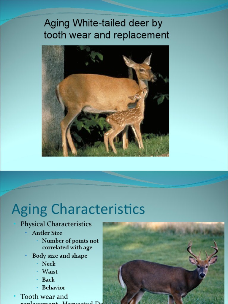 Whitetail Deer Teeth Aging Guide | PDF | Tooth | Tooth Enamel