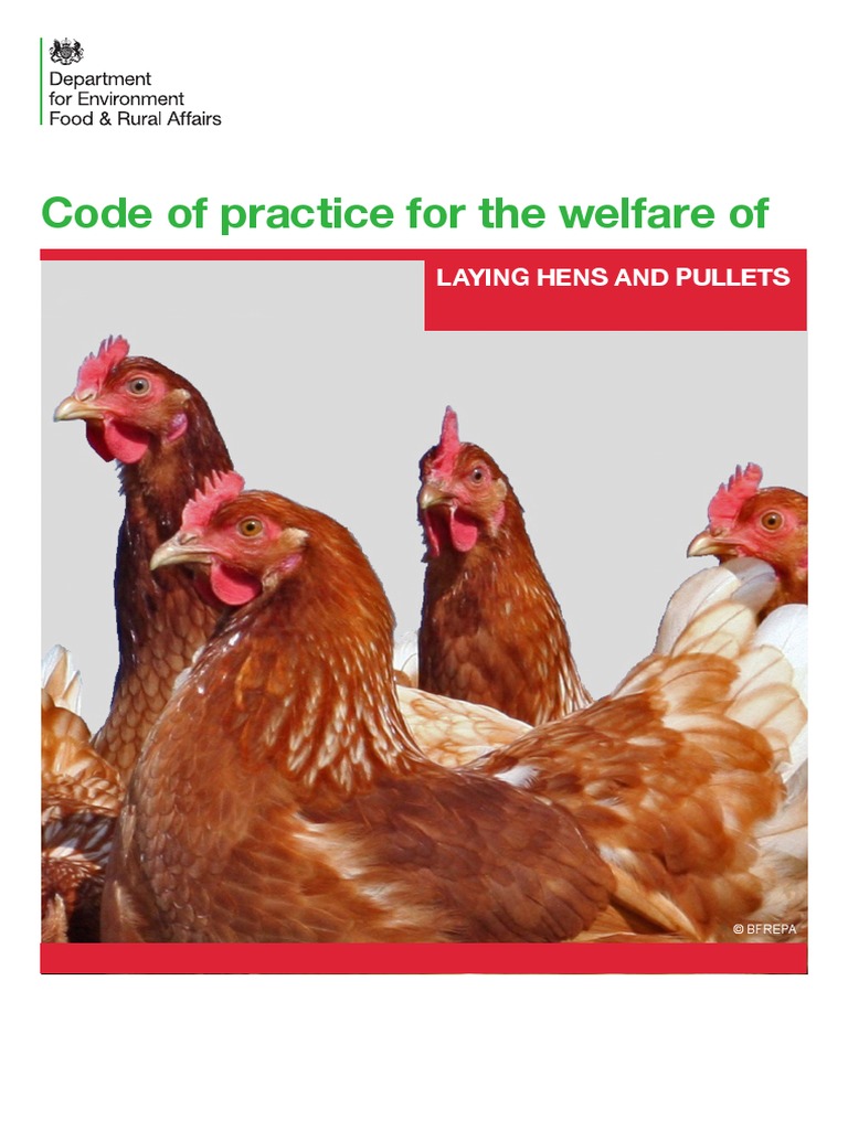 Code of Practice Welfare of Laying Hens Pullets | PDF