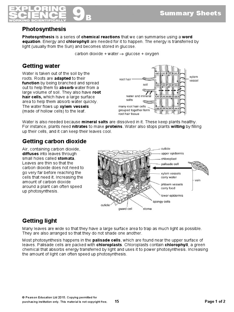 9B Summary Sheets | PDF | Leaf | Photosynthesis