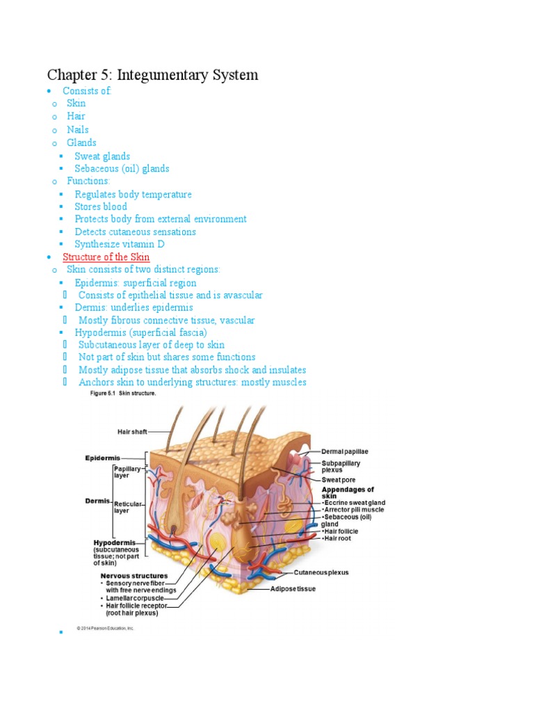 Anatomy Chapter 5 | PDF | Wound Healing | Skin