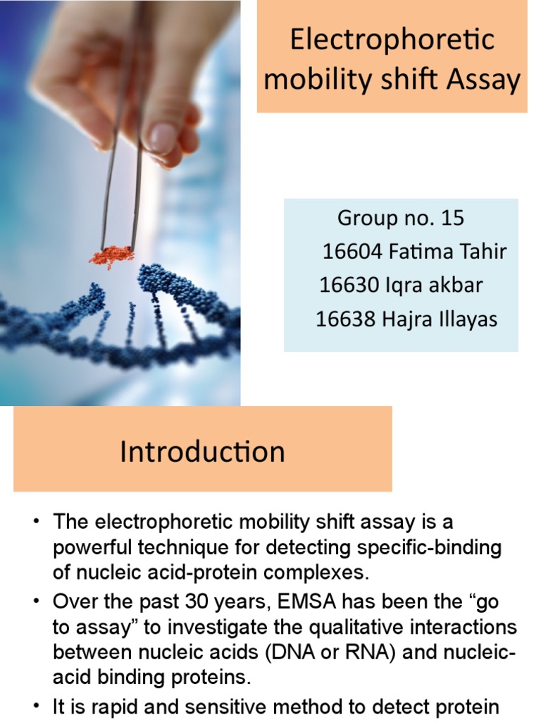 Detect Protein-DNA Binding with EMSA | PDF | Gel Electrophoresis ...