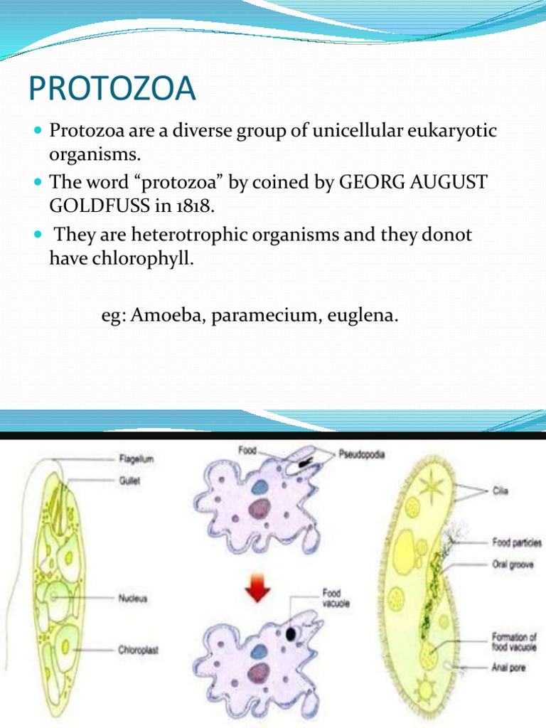 2.2 Introduction in Protozoa - Generalities | PDF | Protozoa | Eukaryotes