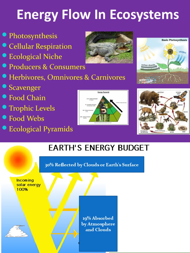 Energy Flow in Ecosystems | PDF | Photosynthesis | Food Web