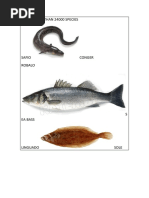 Marathi Names of Fish and Seafood | PDF | Edible Fish | Fish