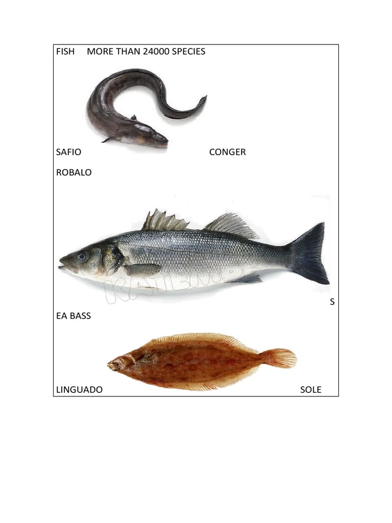 Fish and Seafood | PDF
