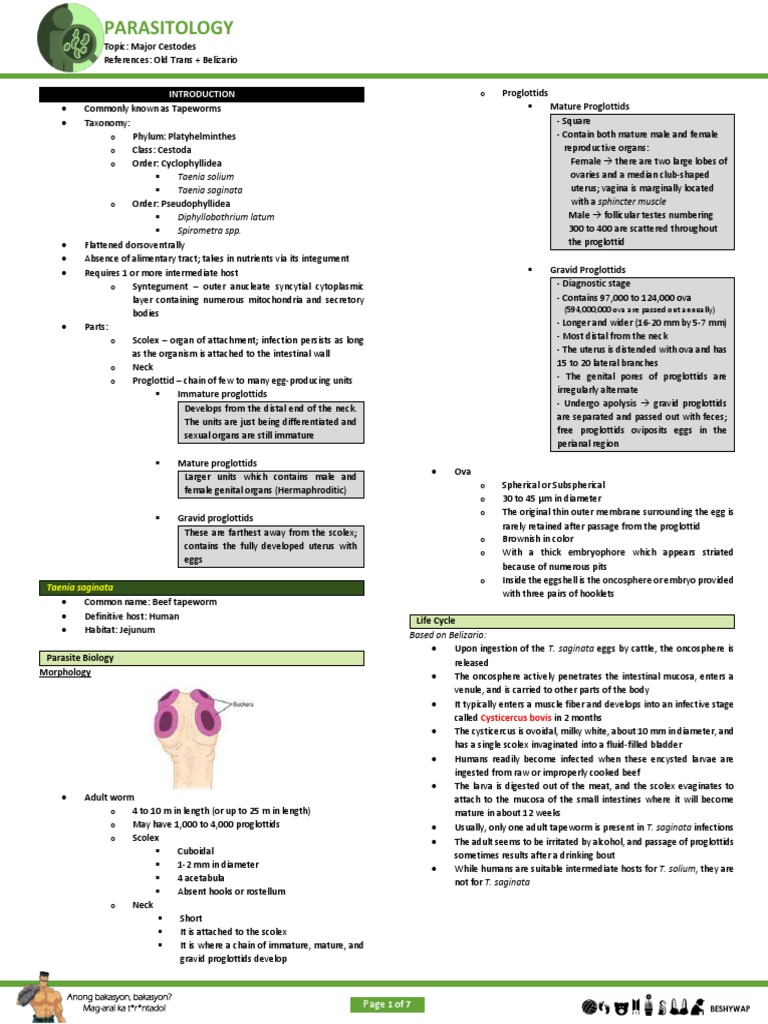 Taenia Solium Taenia Saginata Diphyllobothrium Latum Spirometra SPP ...