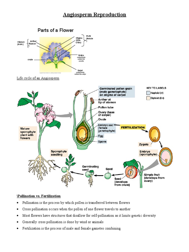 Angiosperm Reproduction: Parts of A Flower | PDF | Flowers | Seed