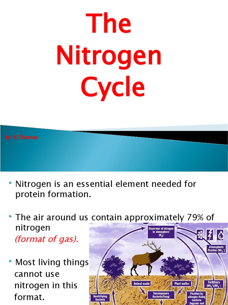 The Nitrogen Cycle: By: R.Thomas | PDF