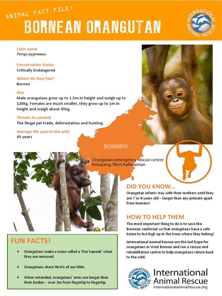 Bornean Orangutan Fact Sheet For School | PDF