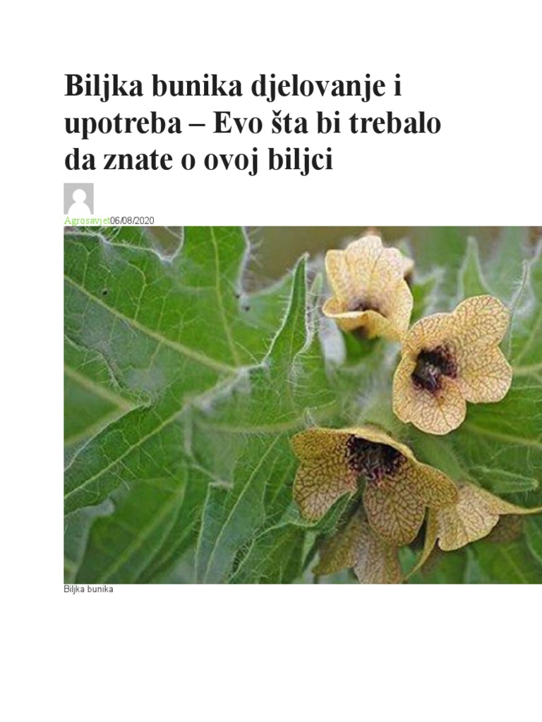 Biljka Bunika Djelovanje I Upotreba | PDF