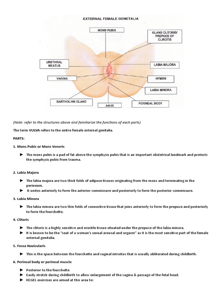 Note: Refer To The Structures Above and Familiarize The Functions of ...