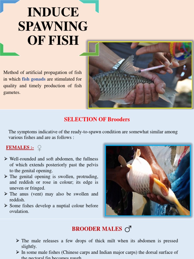 Induce Spawning of Fish | PDF | Spawn (Biology) | Egg