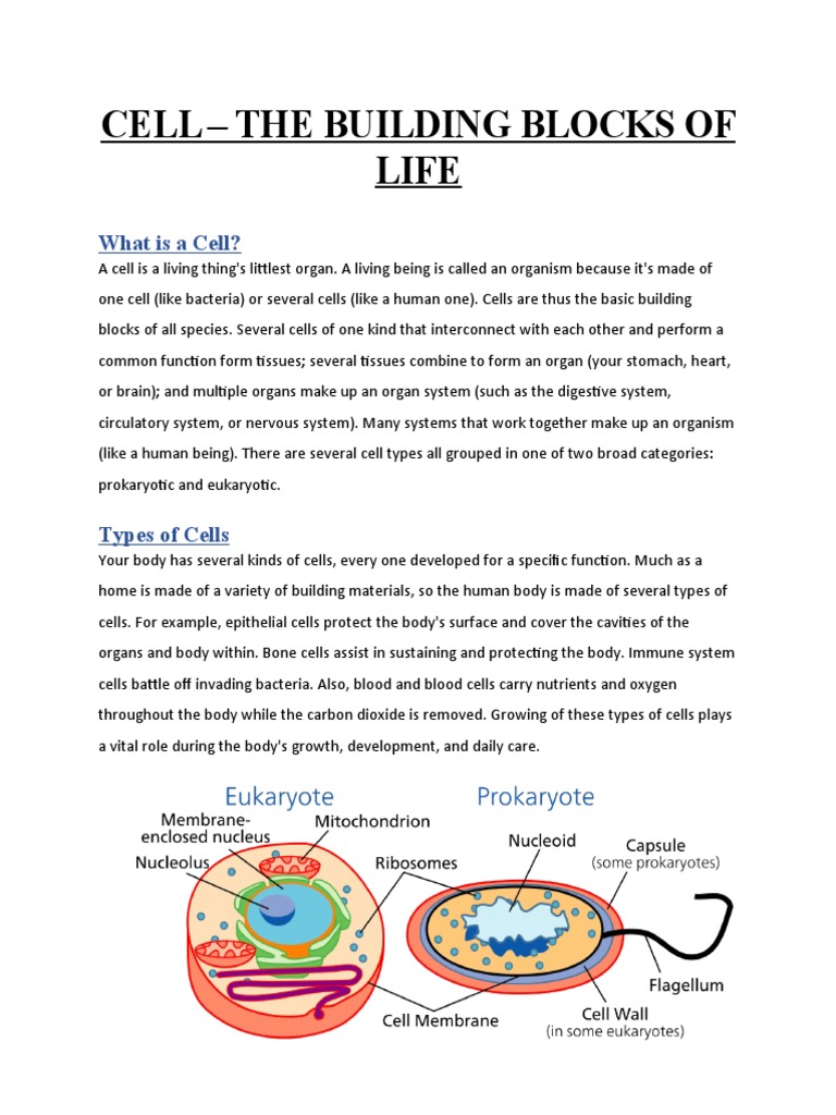 Cell - The Building Blocks of Life | PDF | Prokaryote | Cell (Biology)