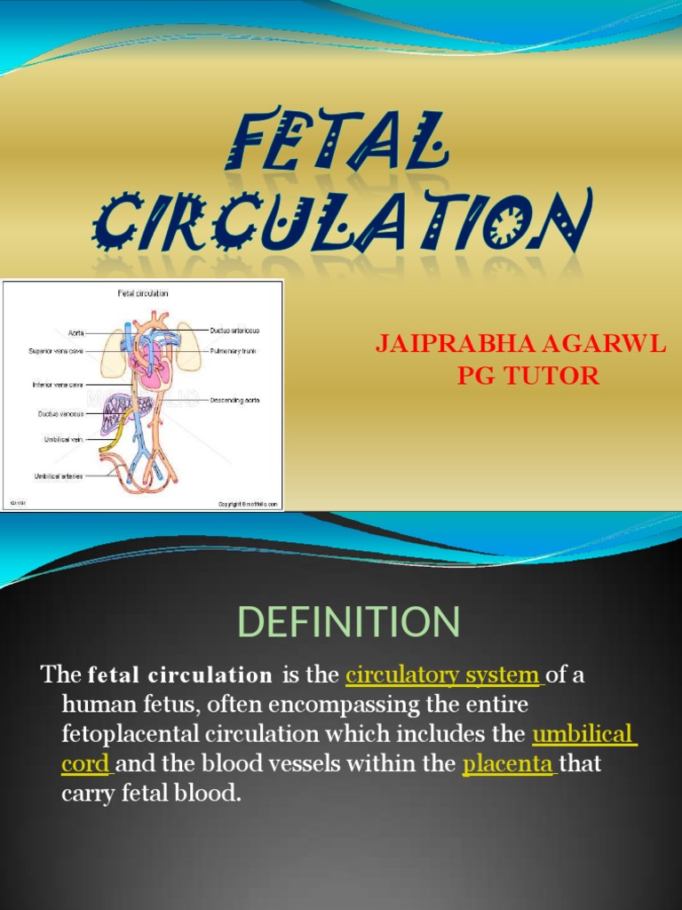 Fetal Circulation | PDF | Fetus | Circulatory System