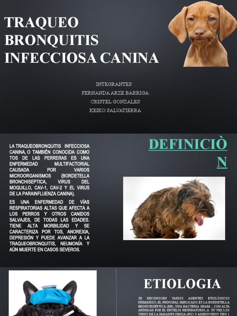 Traqueo Bronquitis Infecciosa Canina | PDF | Neumonía | Tos