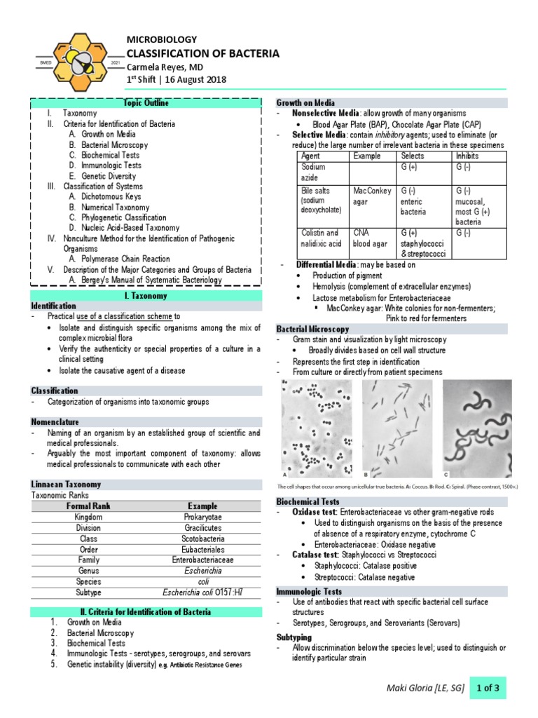 03 Microbiology - Classification of Bacteria | PDF | Bacteria ...