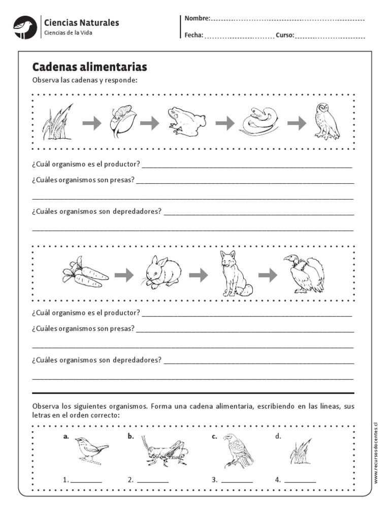 Hoja De Trabajo Sobre La Cadena Alimentaria: Clave De Respuestas