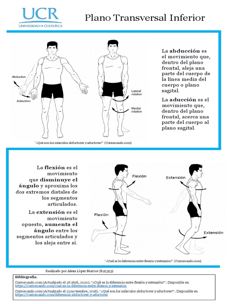 Plano Transversal Inferior | PDF | Sistema musculoesquelético ...