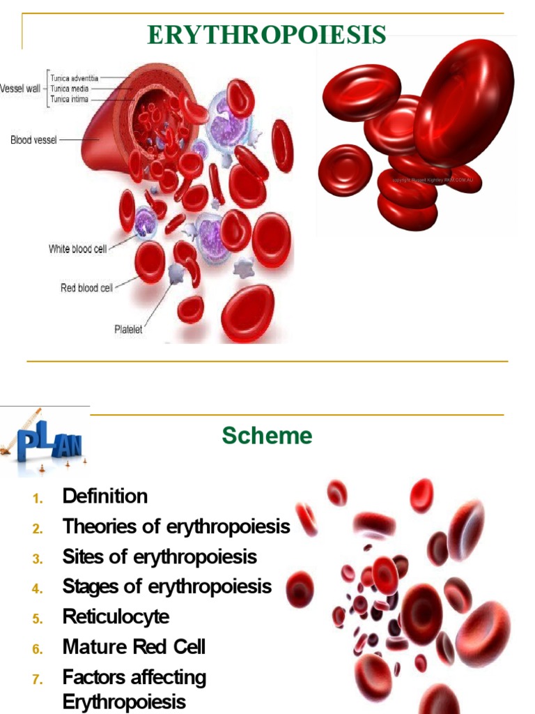 Erythropoiesis Stages and Regulation | PDF | Haematopoiesis | Red Blood ...