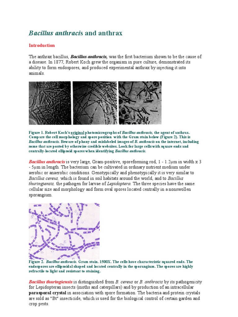 Bacillus Anthracis and Anthrax | PDF | Anthrax | Bacillus
