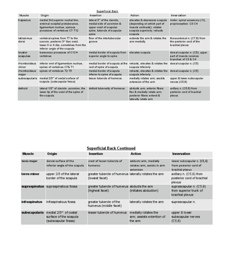 Muscle Charts Superficial Back-1 | PDF | Arm | Vertebra
