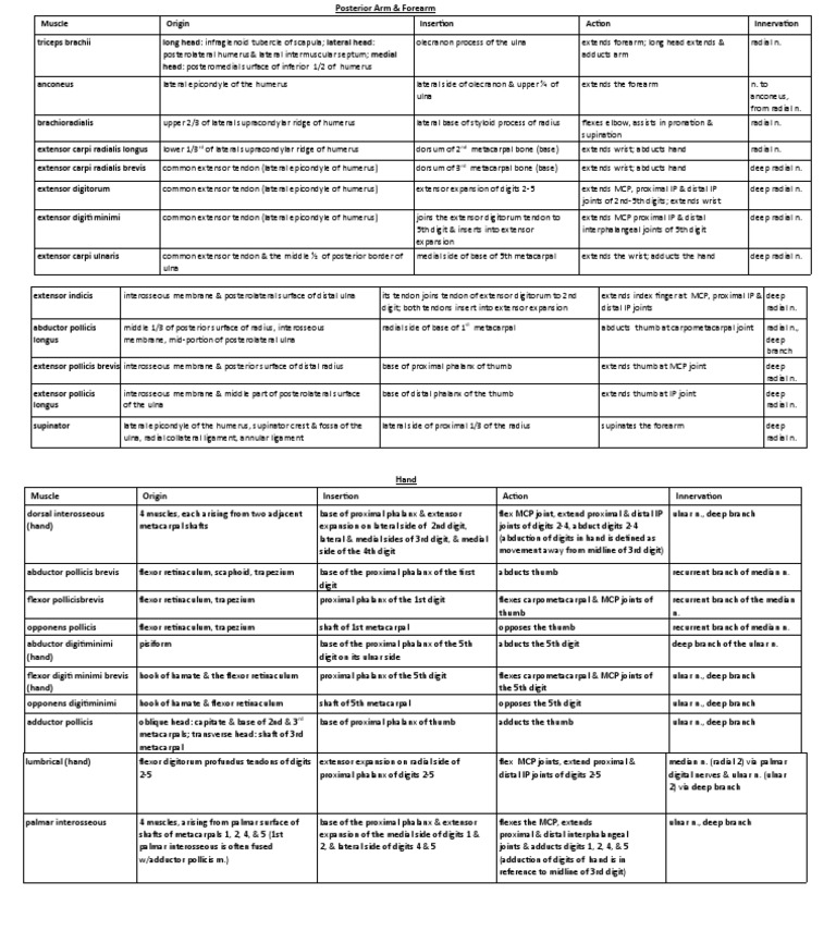 Muscle Charts Posterior Arm - Forearm & Hand-1 | PDF | Thumb | Hand