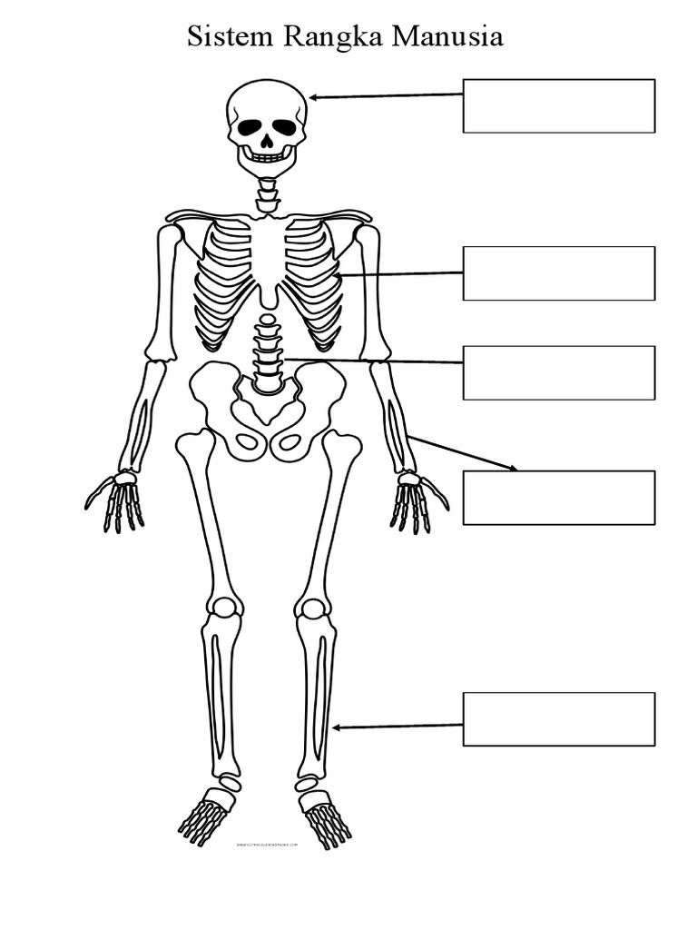Sistem Rangka Manusia Sains Tahun 5 | PDF