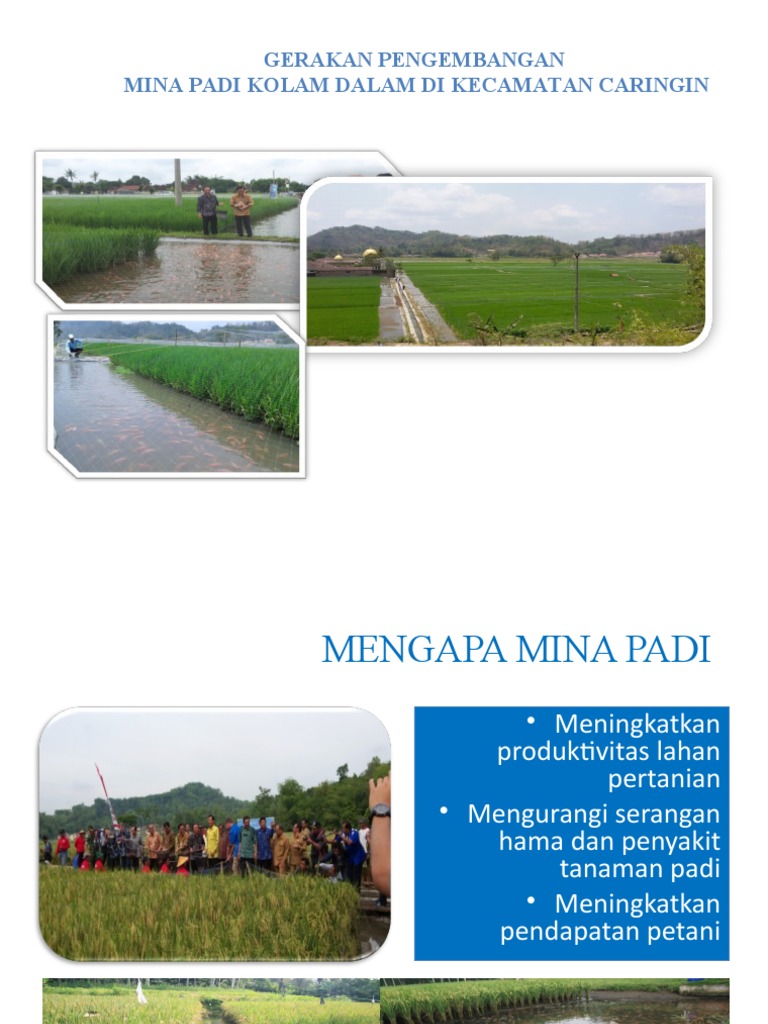 Mina Padi | PDF