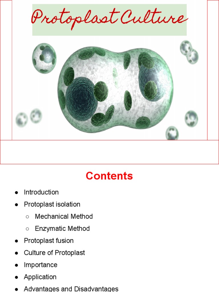 Protoplast Culture | PDF | Hybrid (Biology) | Polyethylene Glycol