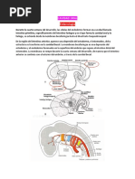 Anatomía y Fisiología de Los Labios. | PDF | Labio | Piel