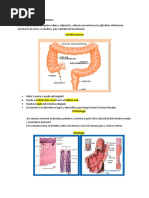 Anatomía del Colon Sigmoide | PDF | Intestino grueso | Recto